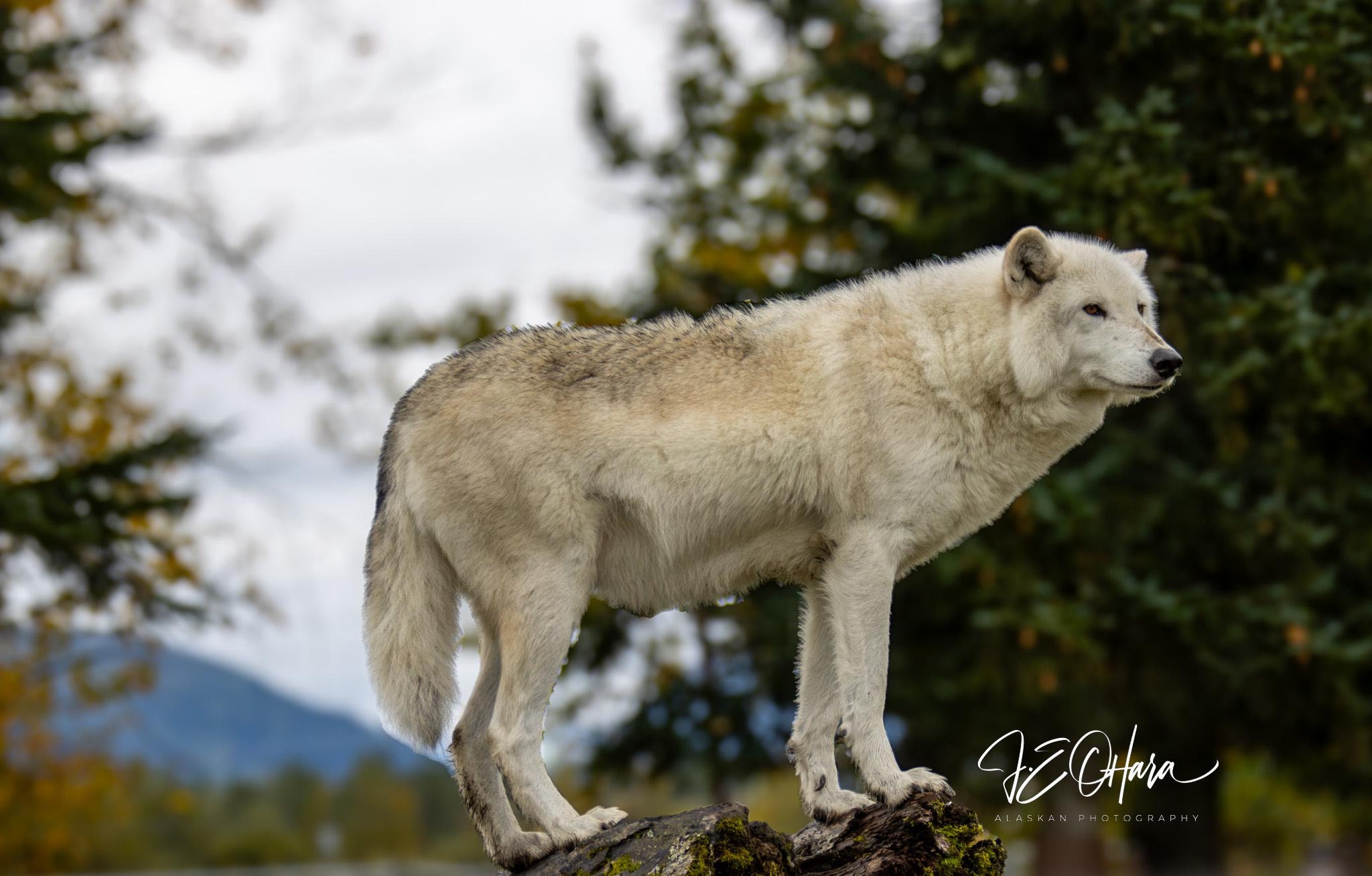 White Gray Wolf Posing Photograph, Girdwood Alaska 8x10 or 11x14 ...