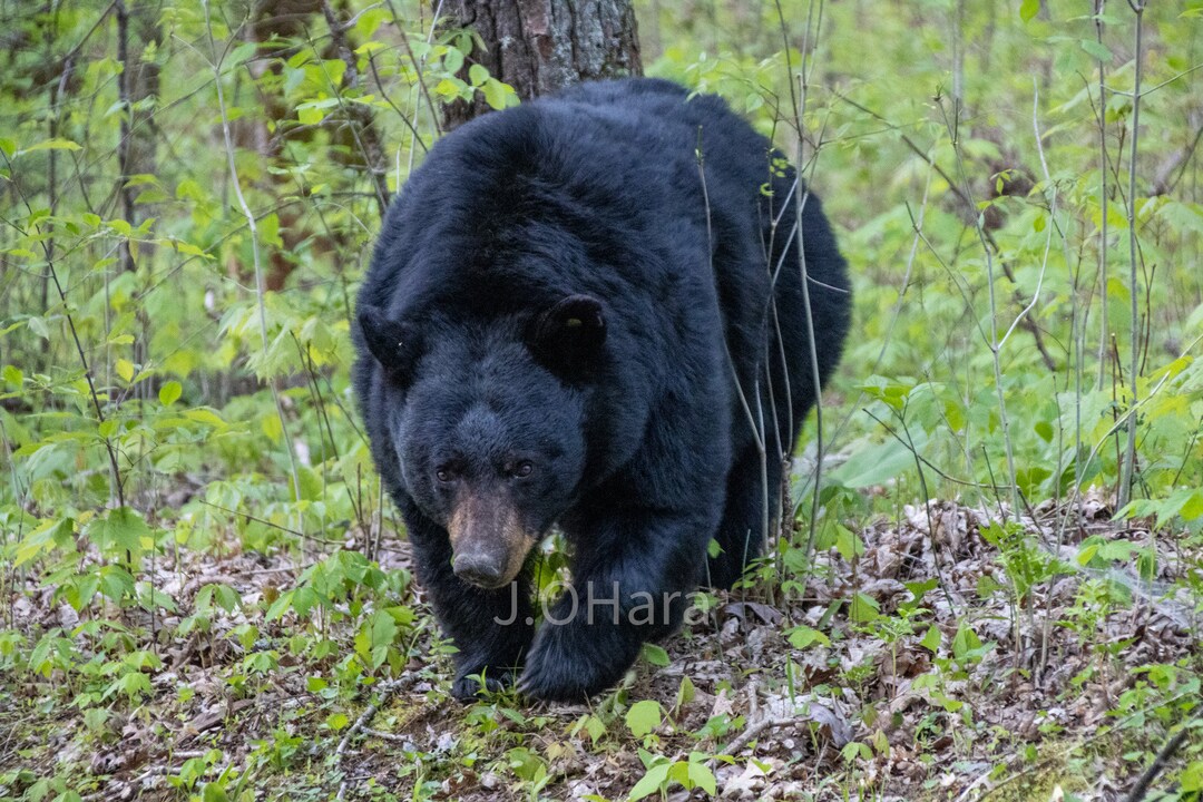 Awesome Black Bear Cades Cove Smoky Mountain N.P. 11x14 Matte Print ...
