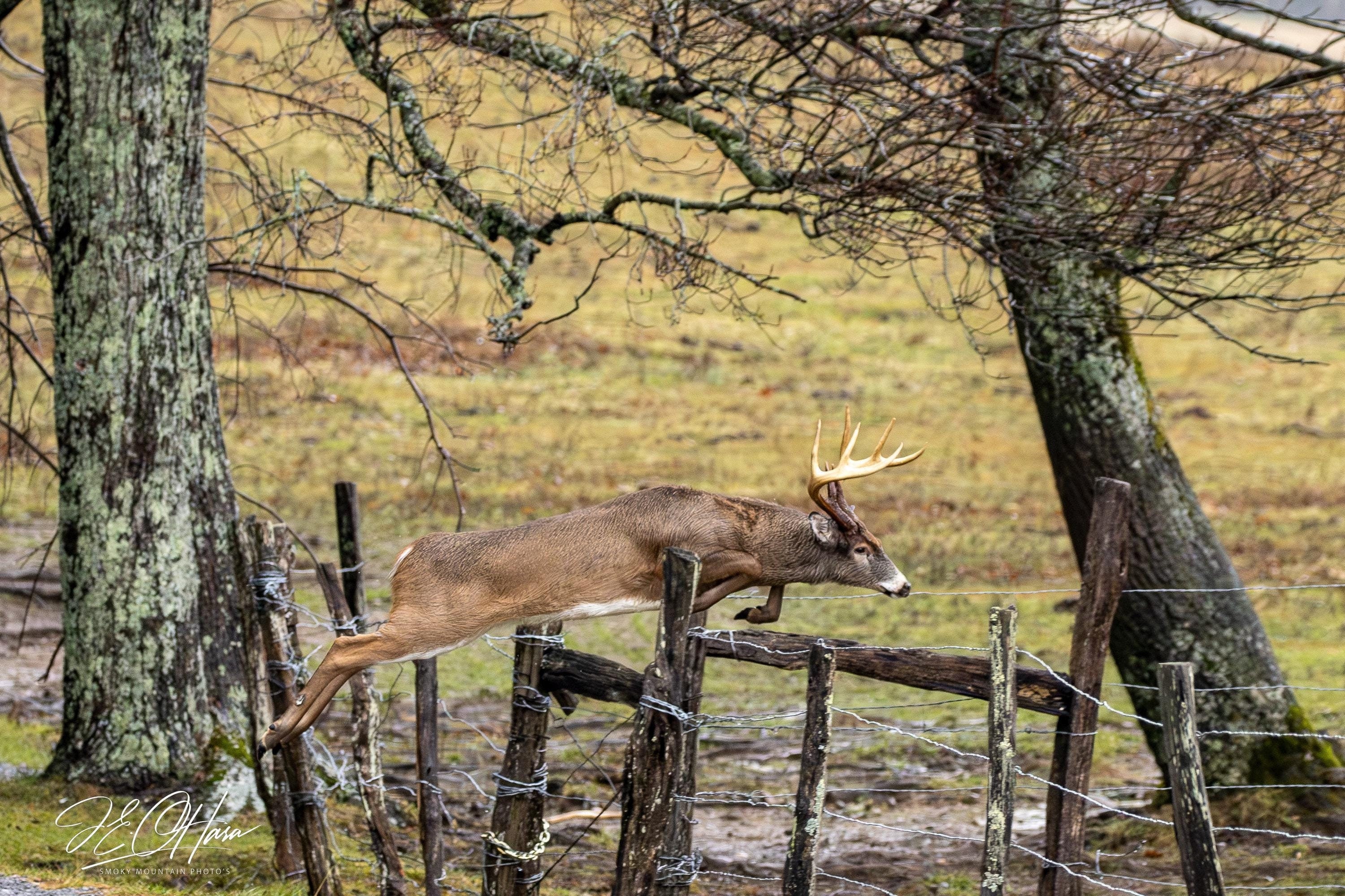 Huge 8 Point Whitetail Buck Flying Over a Fence in Cades Cove, Great ...