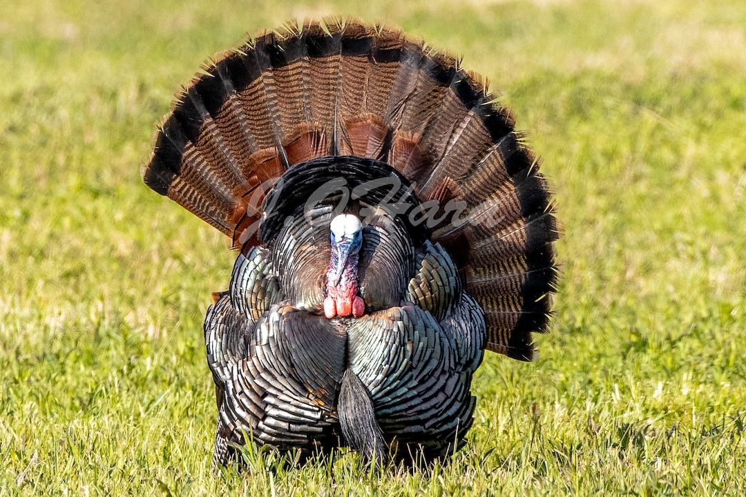 Turkey Strutting Smoky Mtn. 11x14 OR 8x10 Matte Pro Print. Great Cabin ...