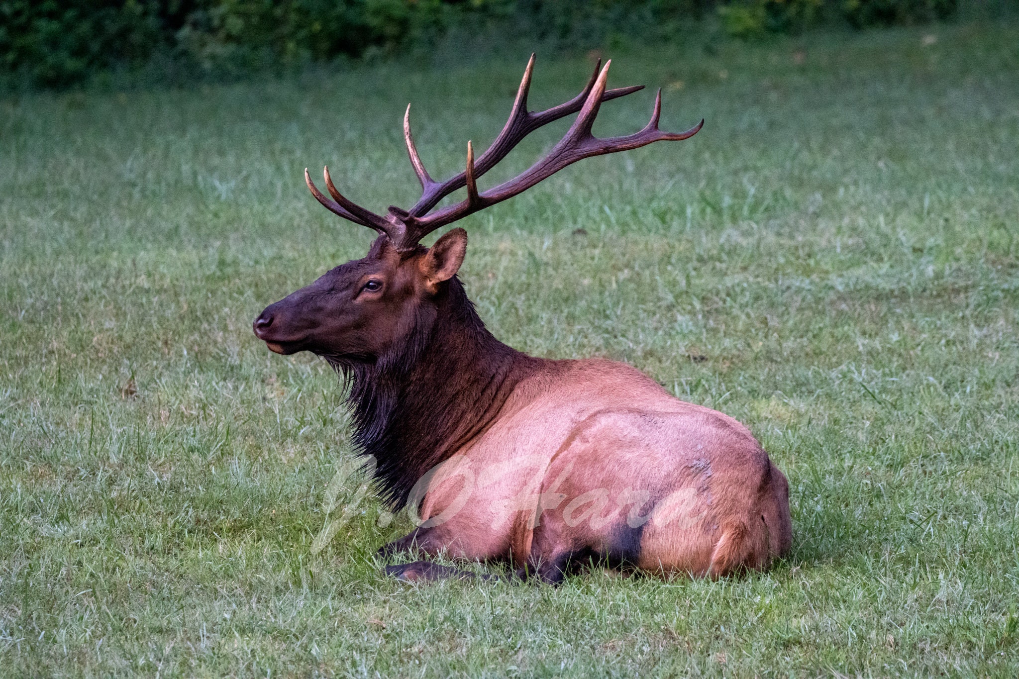 Elk Beautiful 6x6 Bull in the Sun. Awesome Colors Smoky Mtn. 11x14 OR ...