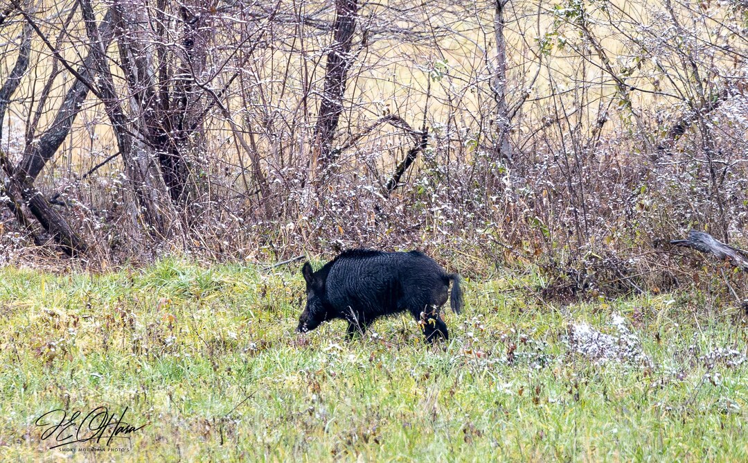 RARE Cades Cove Feral Hog Rooting for Grubs in a Snowy Smoky Mountains ...