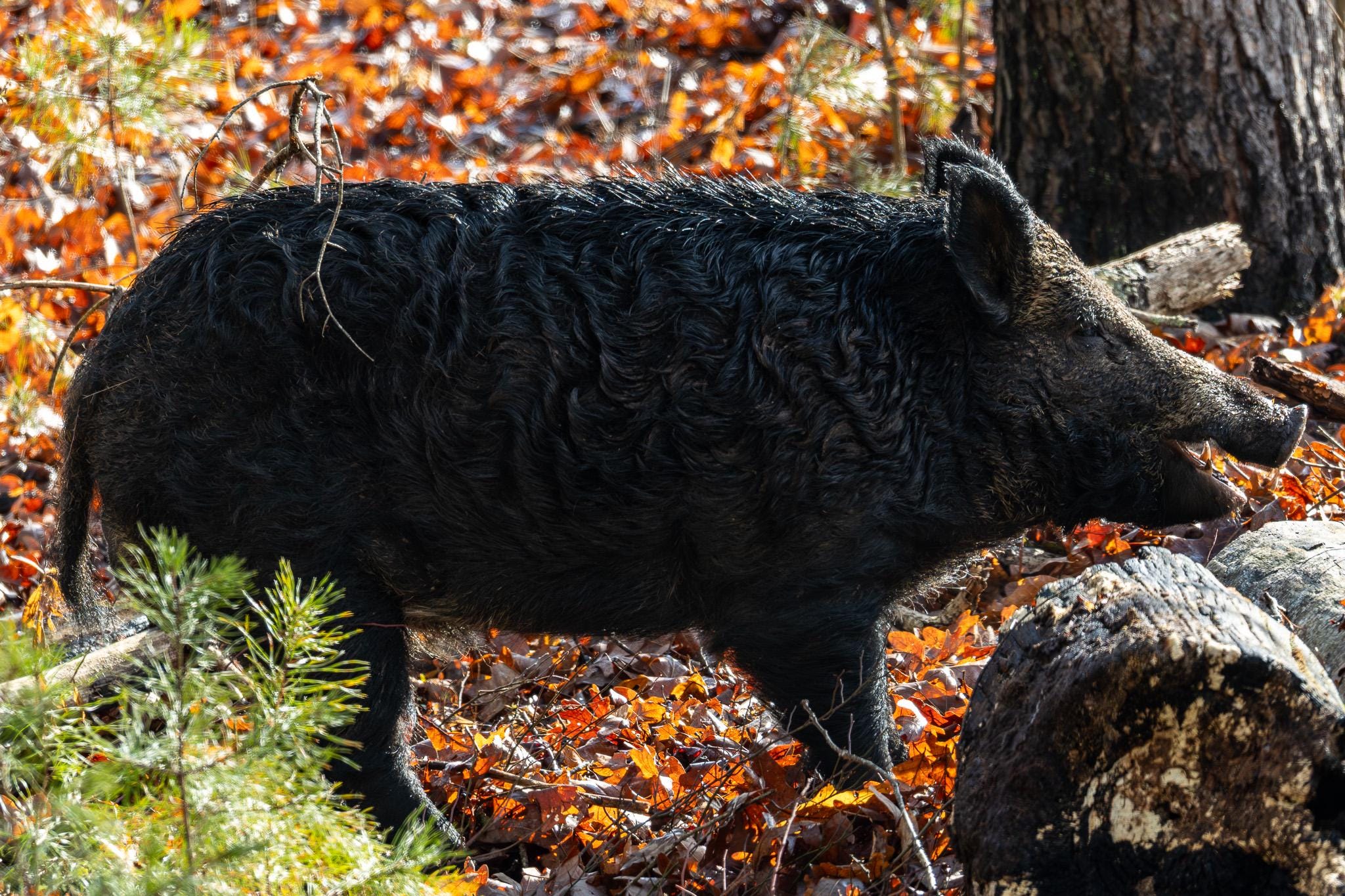 RARE Cades Cove Feral Hog Rooting for Grubs Showing Tusk Smoky ...