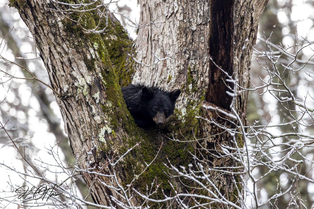 Cades Cove Black Bear Cub in a Snowy Smoky Mountain Tree. Tack Sharp ...
