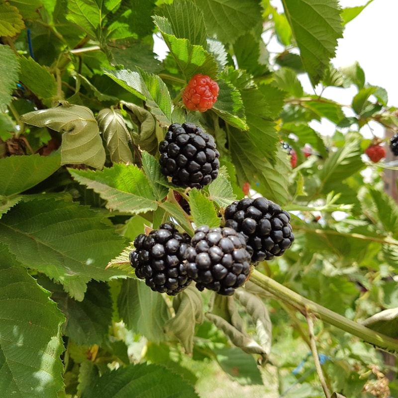 Thornless Blackberries - Etsy