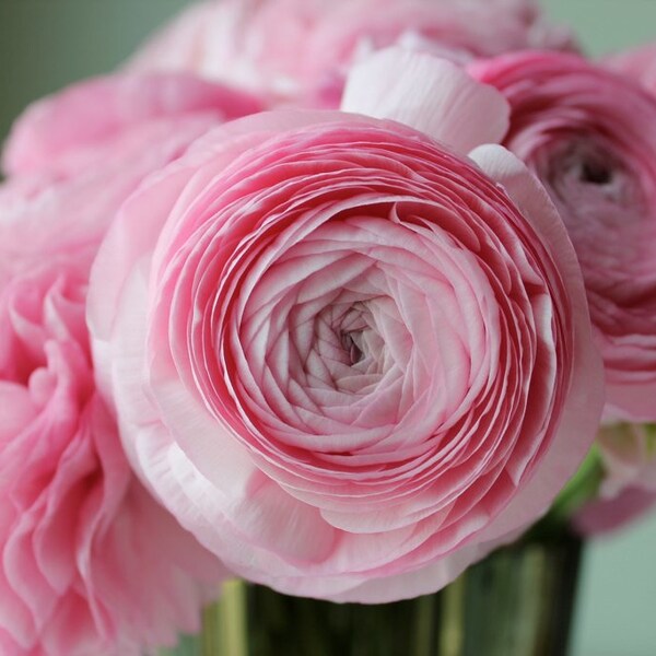 Ranunculus Flower - Etsy