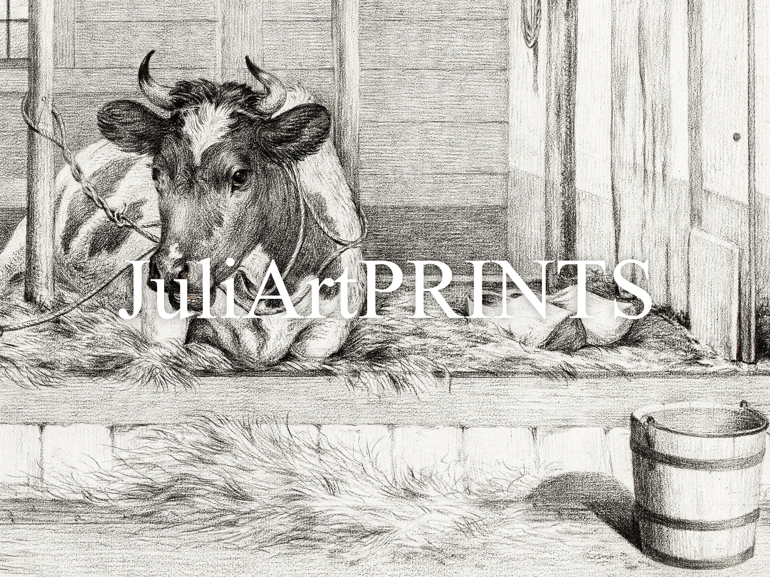 A Sketch of a Lying Cow in the Barn | Vintage Art Prints for Your Home ...