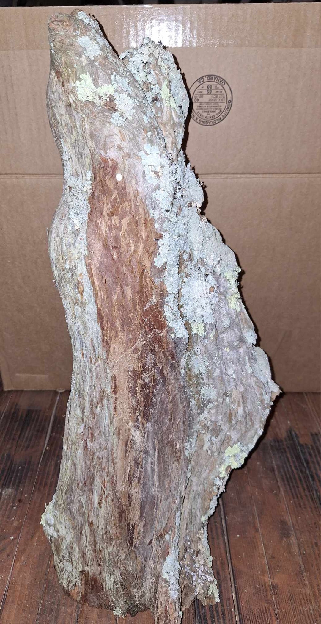 Cypress Knee Stumps - Etsy