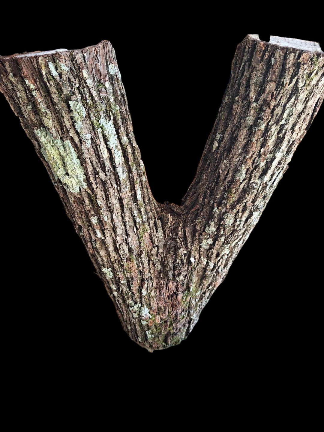 Black Walnut Forked Stump - Etsy