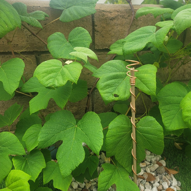 3 Electro-culture Copper Wrapped Bamboo Antenna - Etsy
