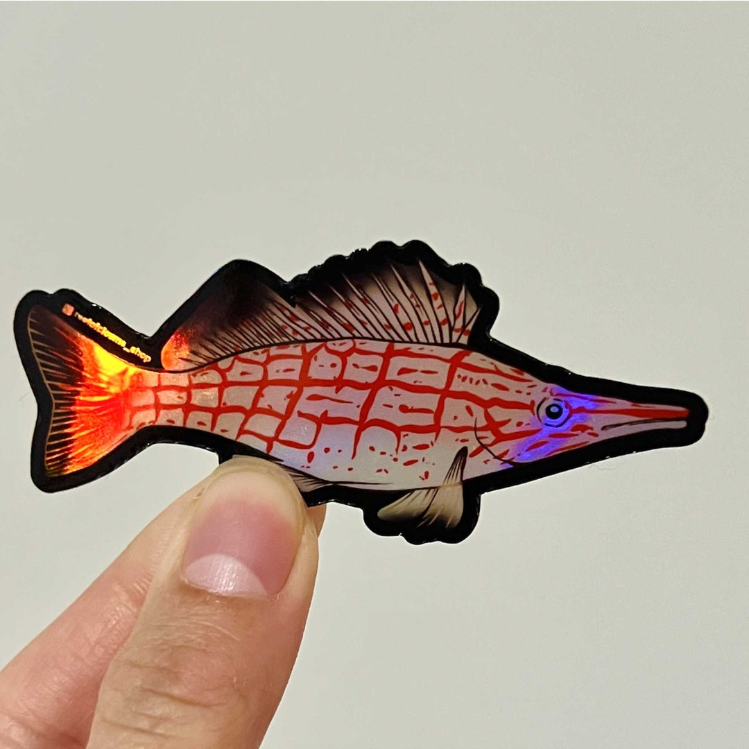 Longnose Hawkfish (holographic) | Fish Art Sticker | Aquarium Art ...