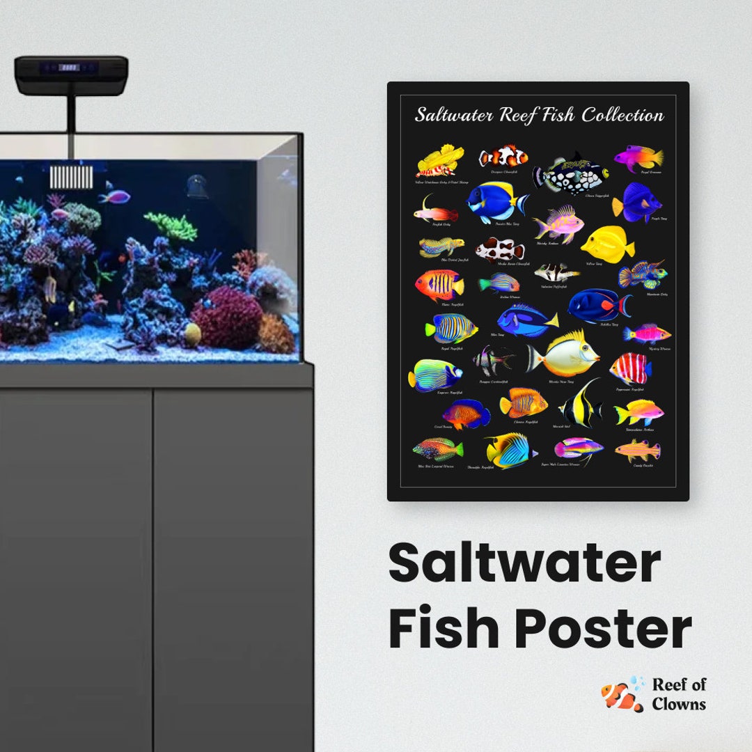 Saltwater Fish Identification Poster – Vibrant Reef Fish Wall Art With ...