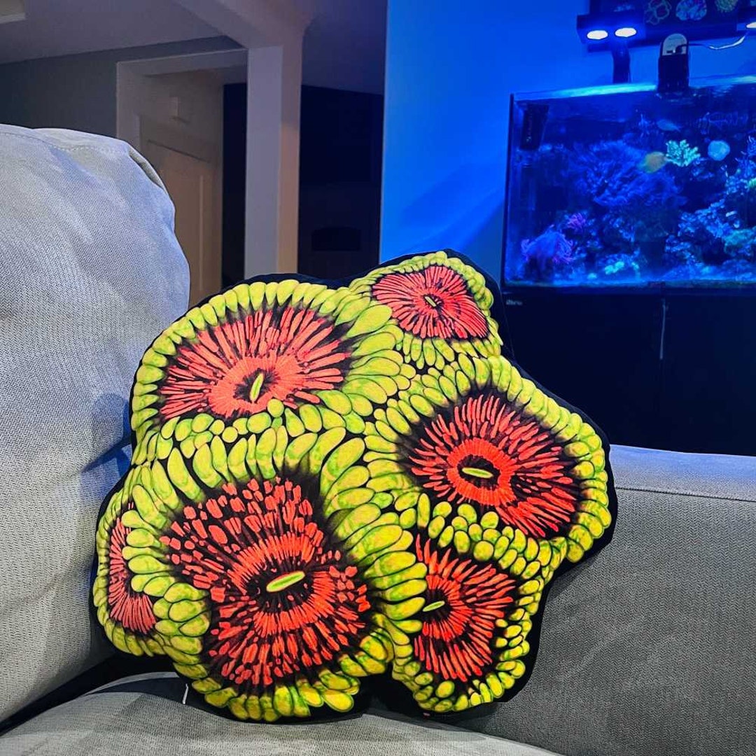 Grand Master Krakatoa Zoanthid Pillow Awesome Addition to Reef Aquarium Hobbyists High Quality ...
