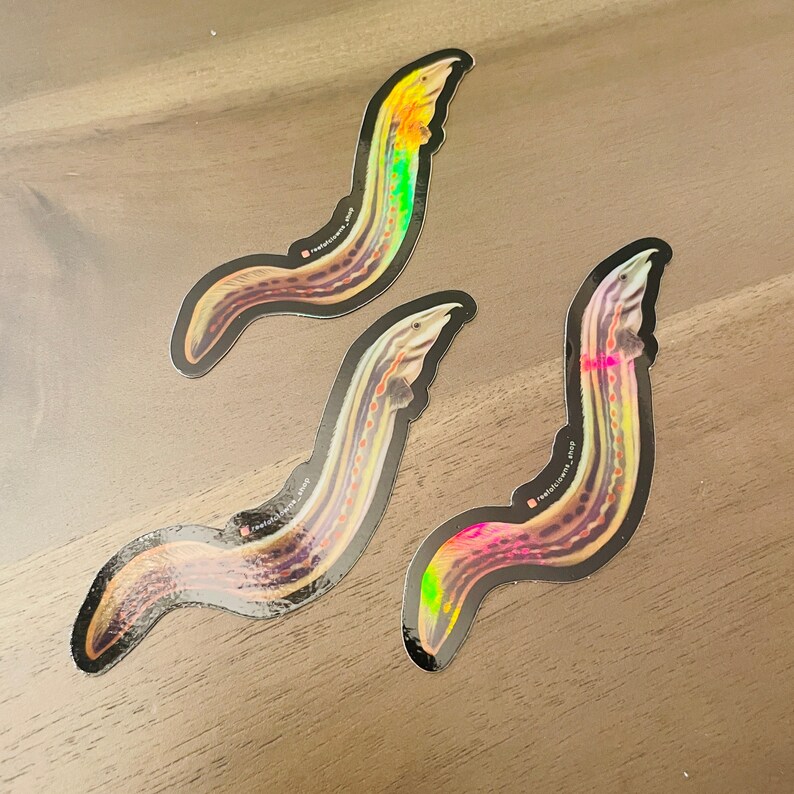 Fire Eel Sticker (holographic) | Fish Art Sticker | Aquarium Art | Freshwater Fish Sticker ...