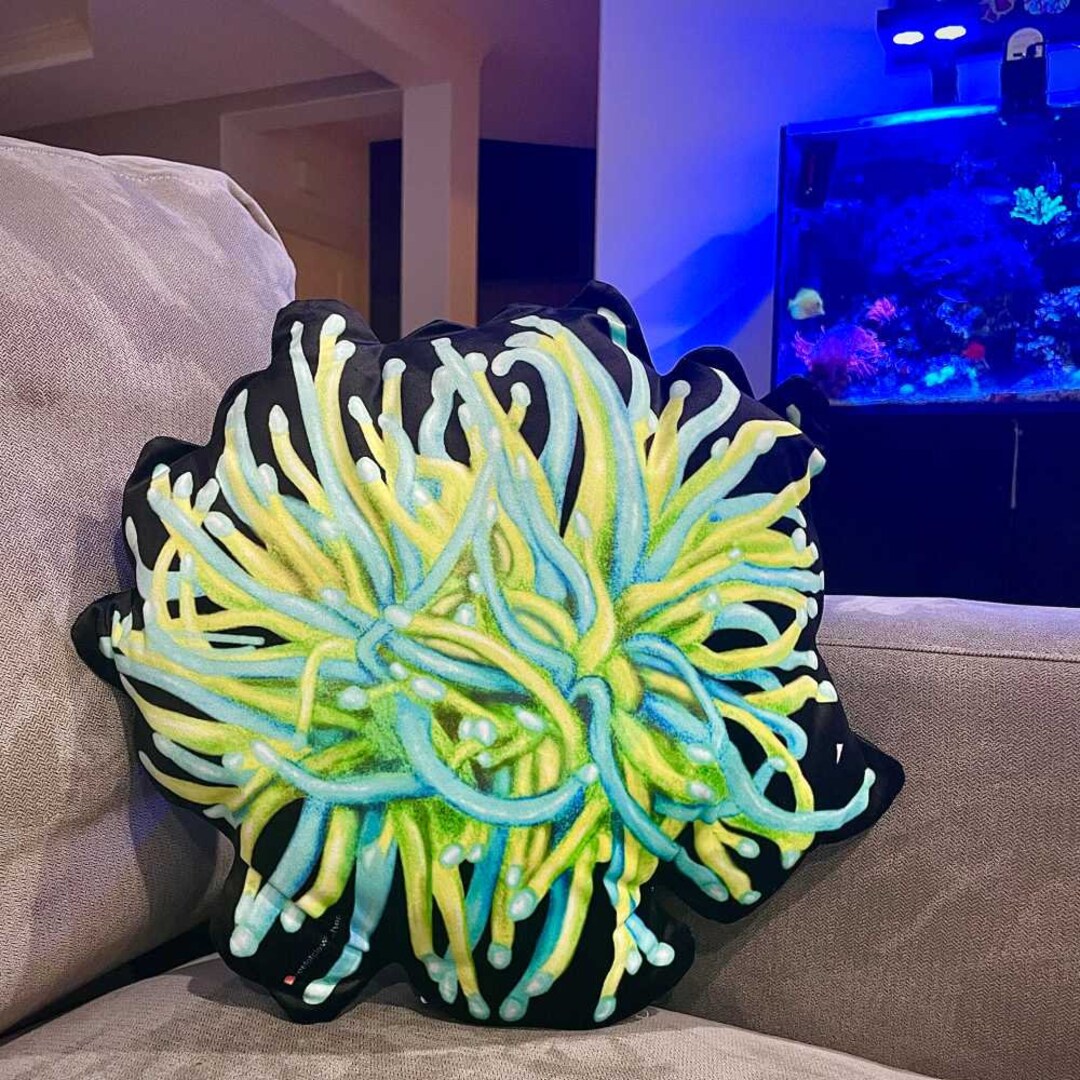 Holy Grail Torch Coral Pillow | Awesome Addition to Reef Aquarium ...