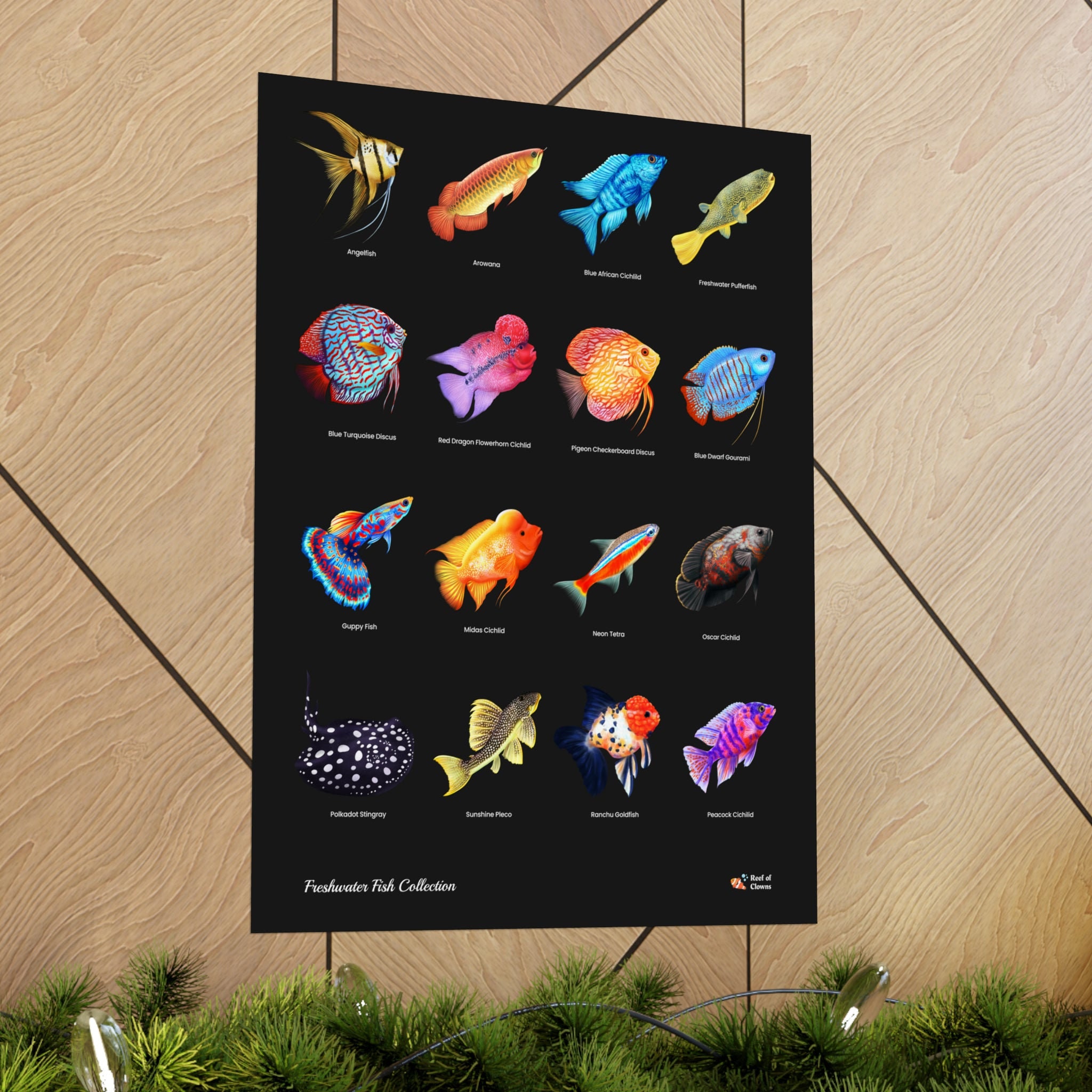Freshwater Fish Collection Poster - Etsy