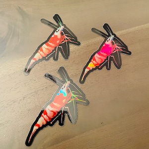 Cardinal Shrimp Sticker (holographic) | Fish Art Sticker | Aquarium Art ...