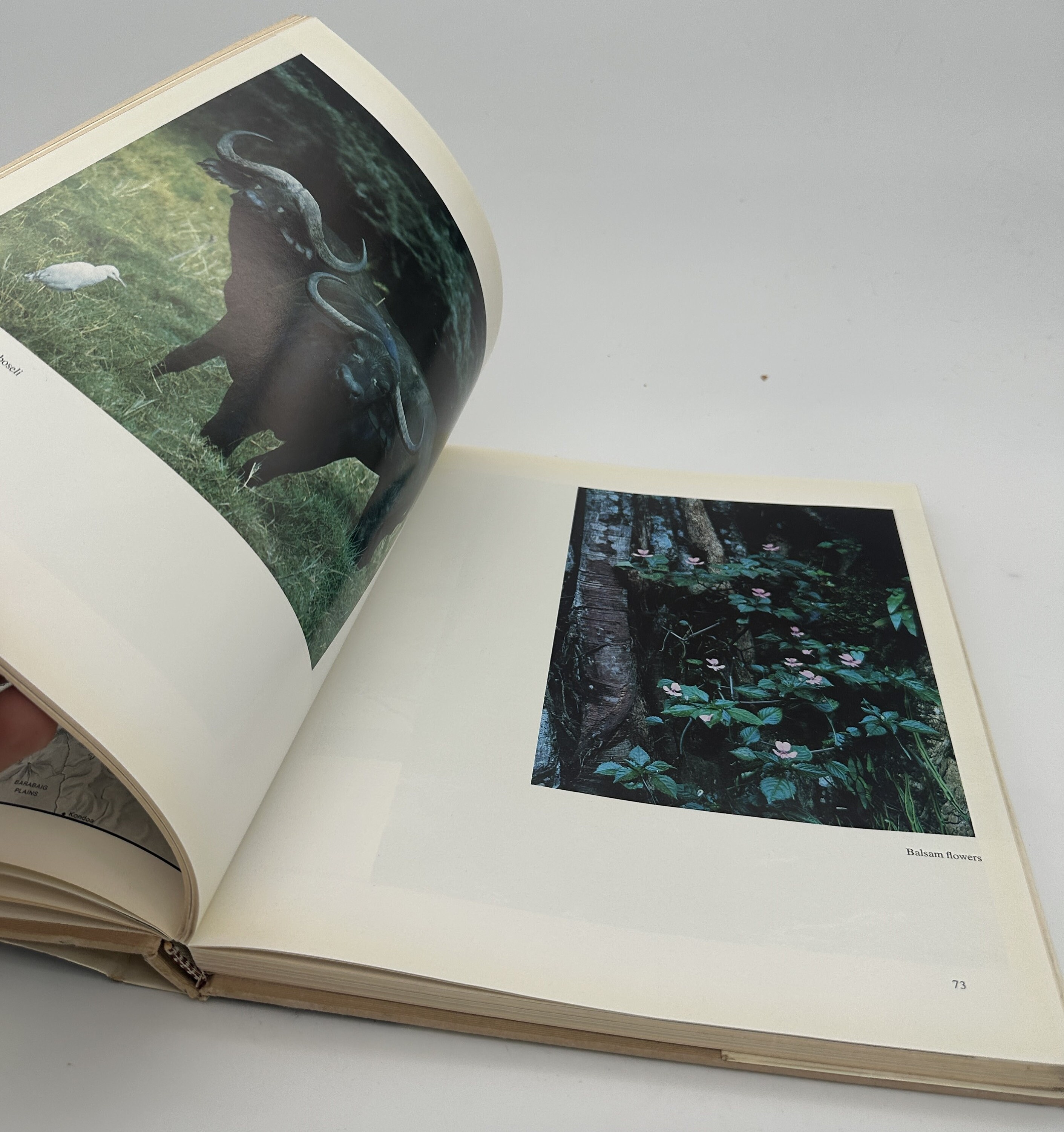 The Tree Where Man Was Born Matthiessen, Peter Porter, Eliot 1972 - Etsy