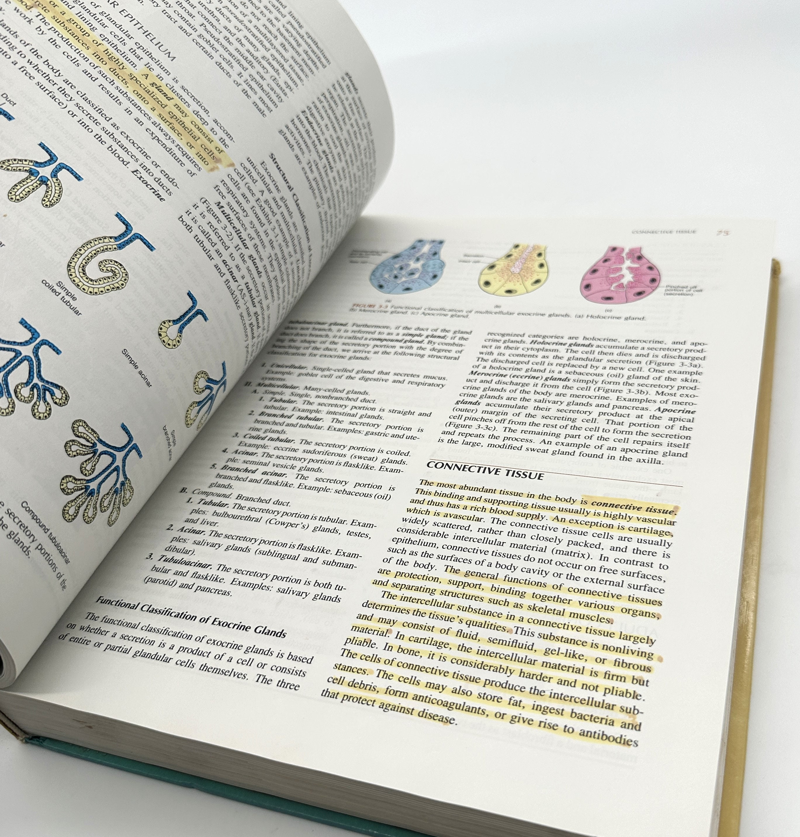 Principles of Human Anatomy, 5th Edition Hardcover 1989 by Gerard J ...