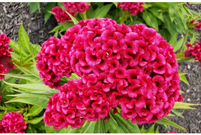 Magnificent Red About 1000 Seeds Celosia Cristata Seeds, Cockscomb ...