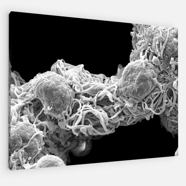 Human Cell Poster - Etsy