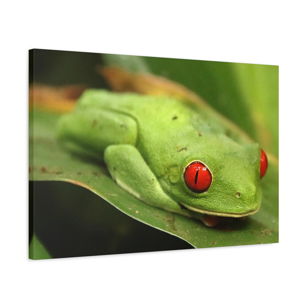 Red-eyed Tree Frog Canvas Print: Costa Rica Nature Photography - Etsy