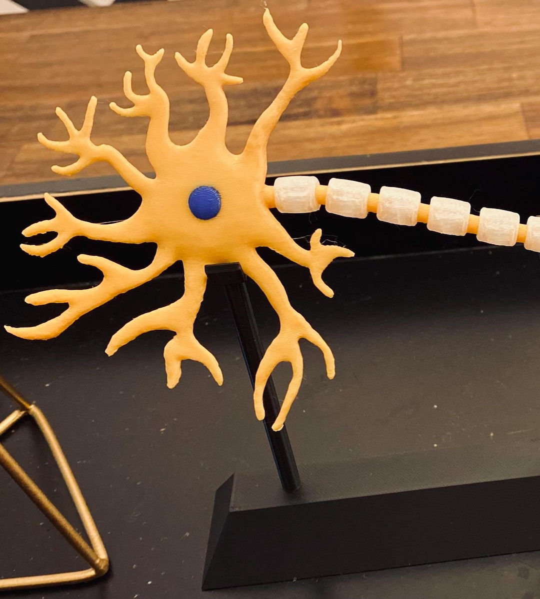 Elegant Neuron Model - Etsy