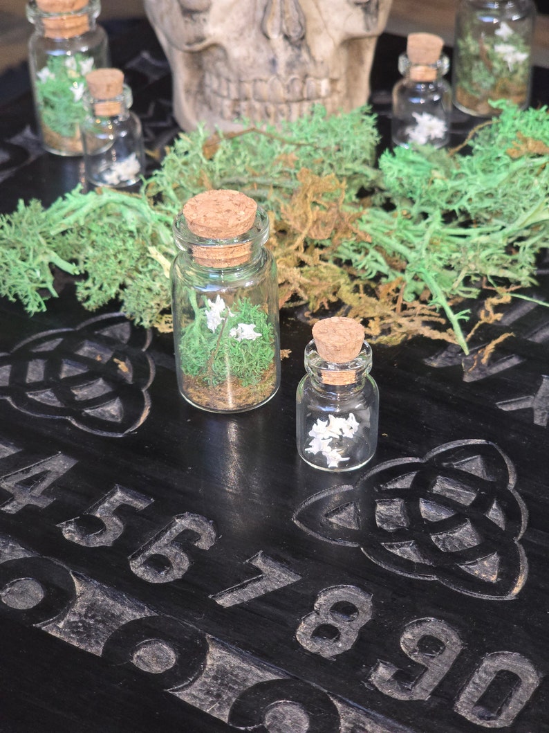 Rattlesnake Vertebrae-tiny Bones-witchcraft Supplies-spell Supplies ...