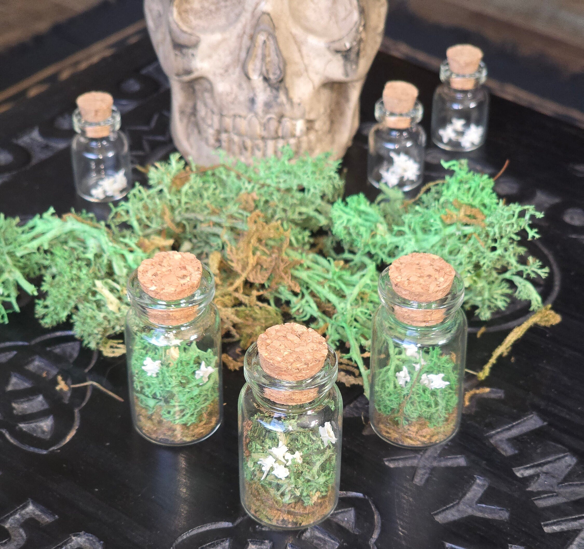 Rattlesnake Vertebrae-tiny Bones-witchcraft Supplies-spell Supplies ...