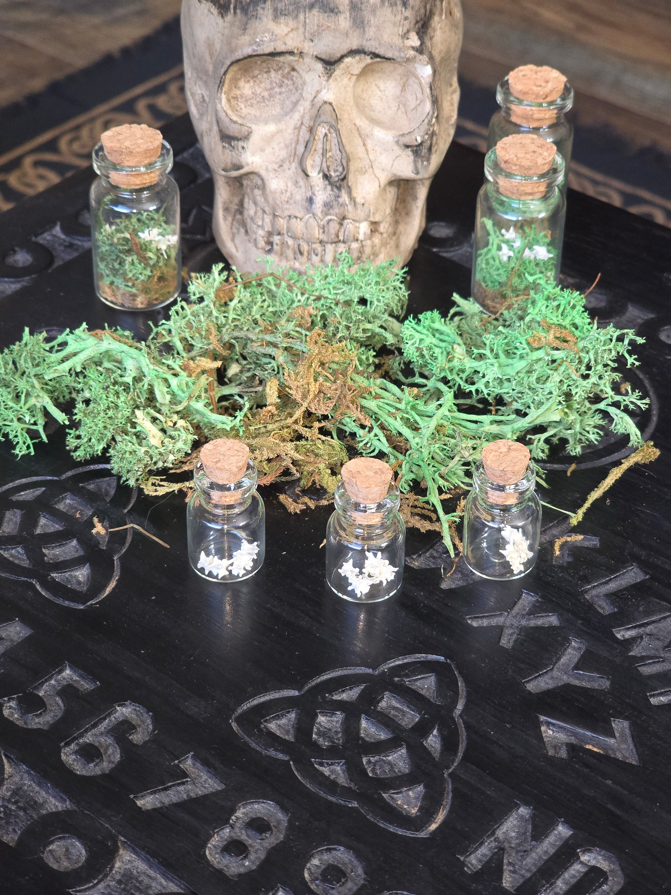 Rattlesnake Vertebrae-tiny Bones-witchcraft Supplies-spell Supplies ...