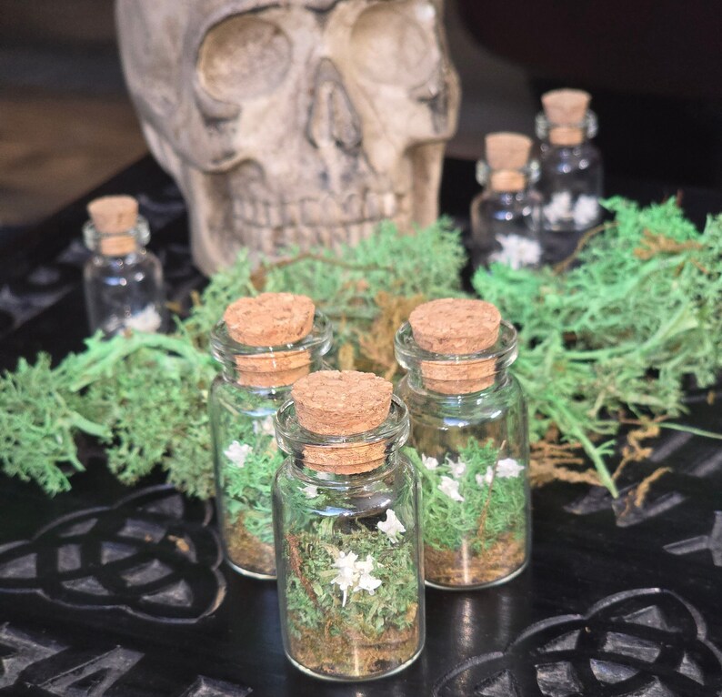 Rattlesnake Vertebrae-tiny Bones-witchcraft Supplies-spell Supplies ...