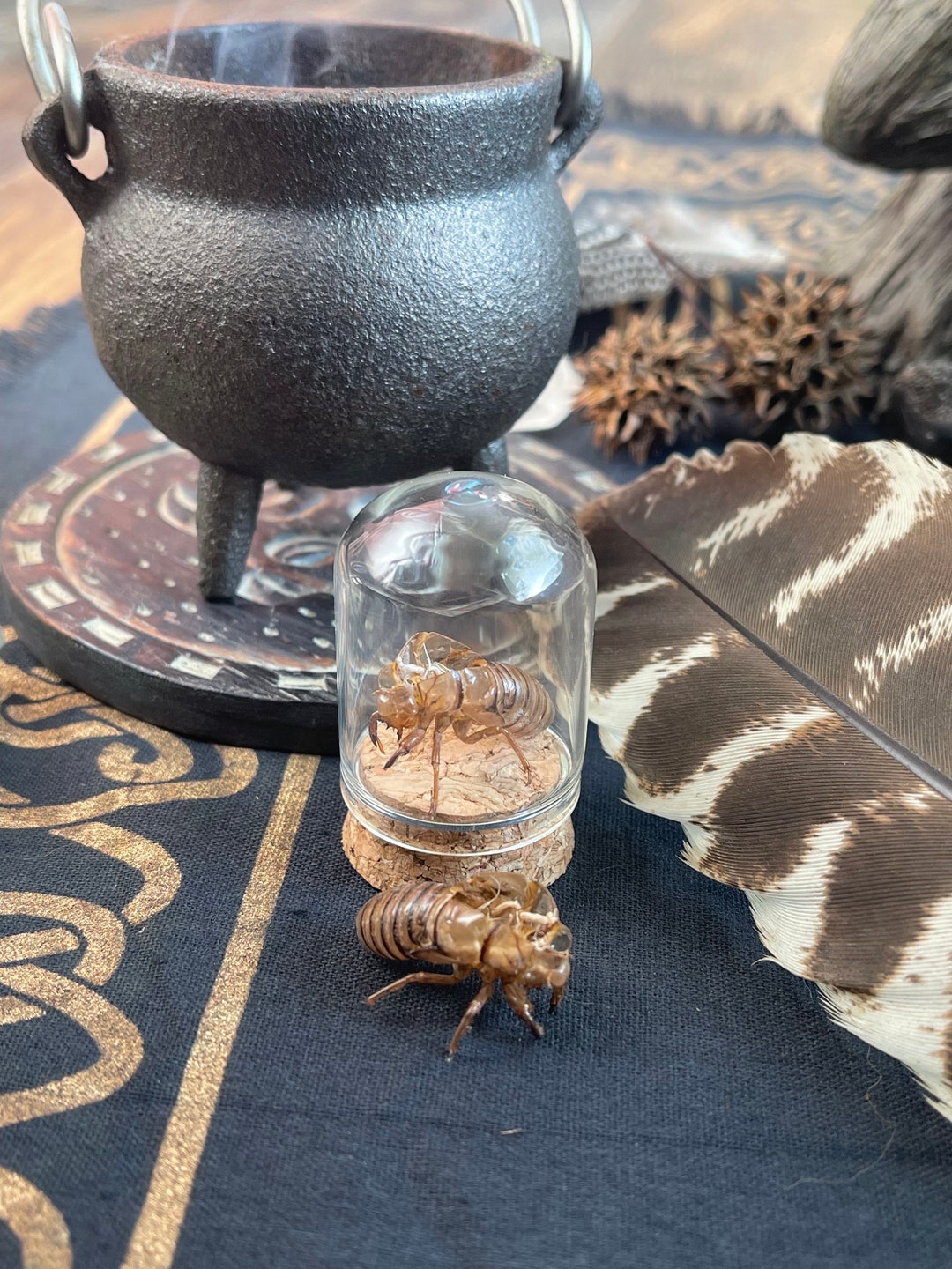 Cicada Shells-witchcraft Supplies-spell Supplies-witchy Curiosities - Etsy