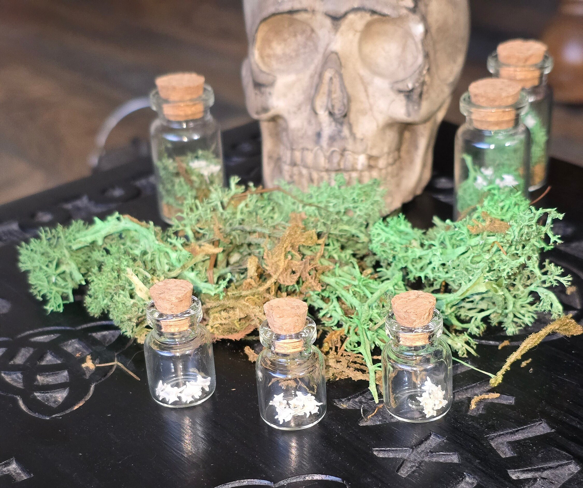 Rattlesnake Vertebrae-tiny Bones-witchcraft Supplies-spell Supplies ...