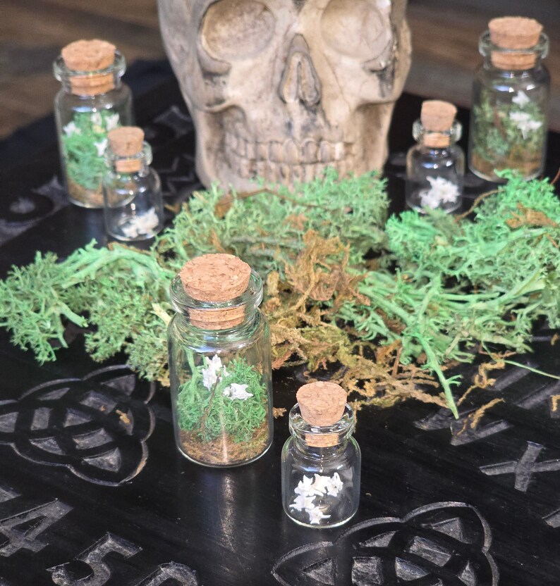 Rattlesnake Vertebrae-tiny Bones-witchcraft Supplies-spell Supplies ...