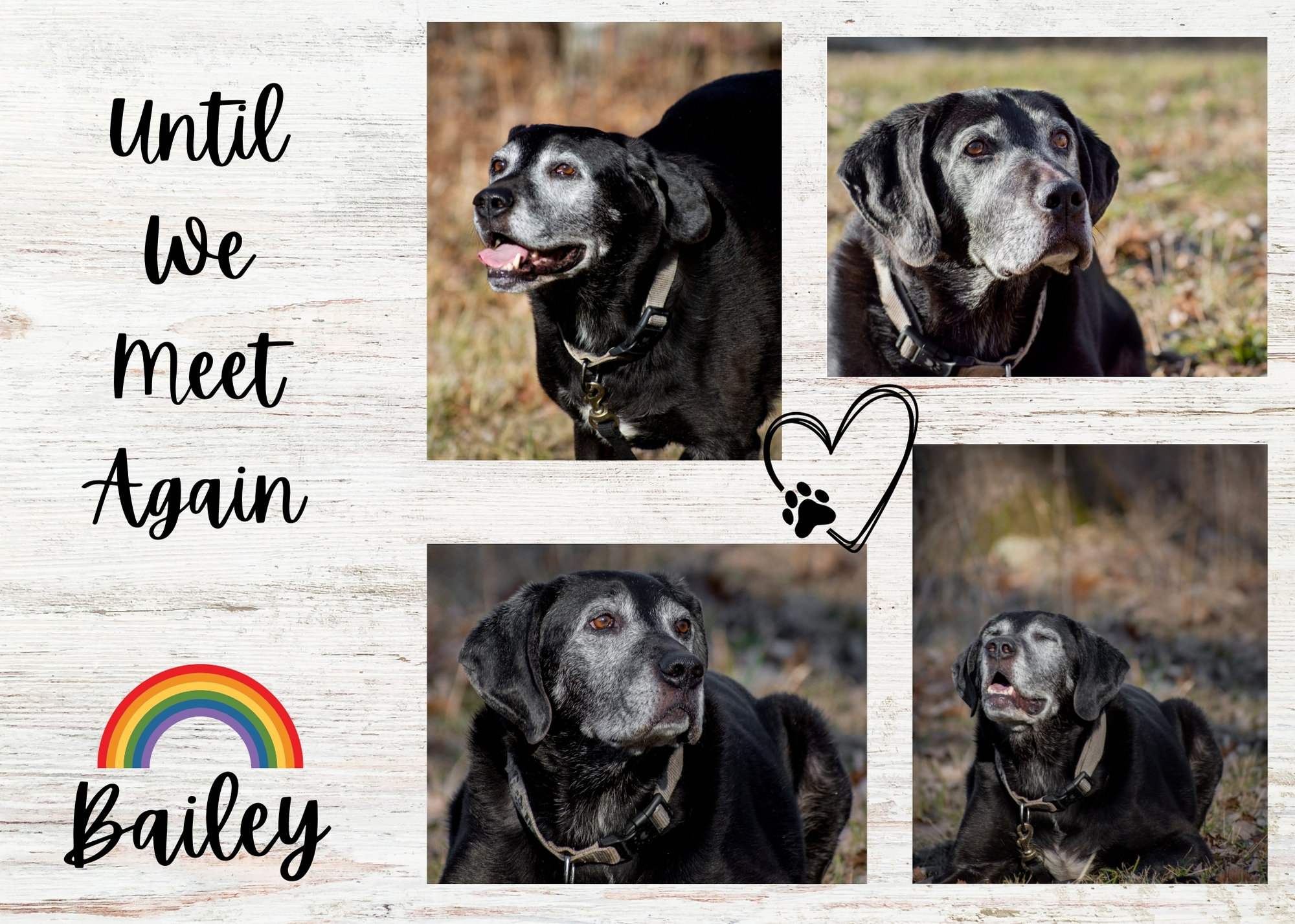 Personalized Rainbow Bridge Pet Memorial Photo Collage Template ...