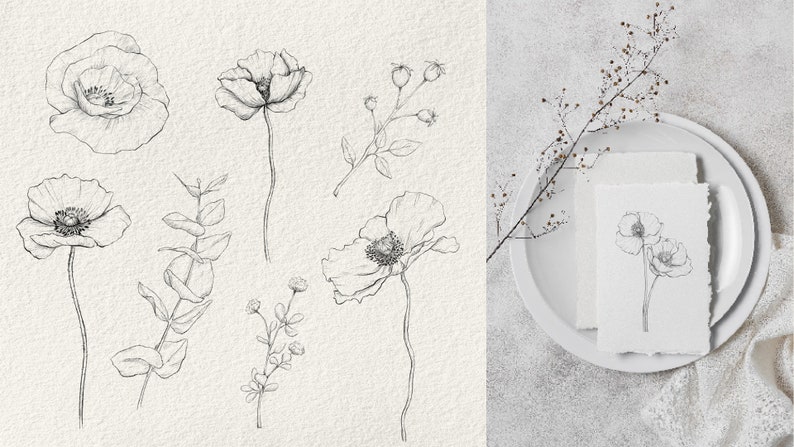Poppies Line Art Clipart Set – 17 Hand-sketch Floral Elements for ...