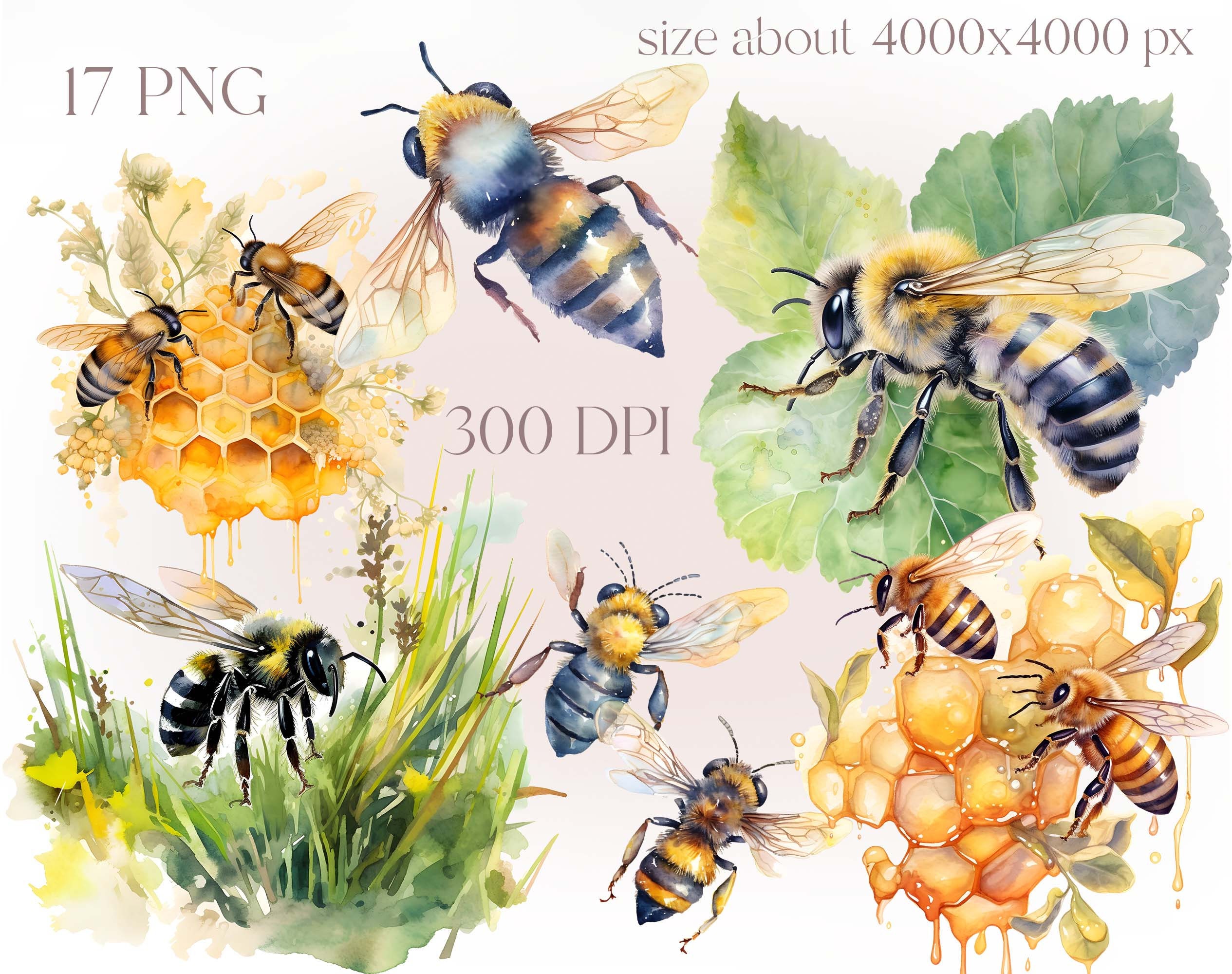 Watercolor Honey Bee Clipart PNG Summer Clipart Bumble Bee PNG Honey ...