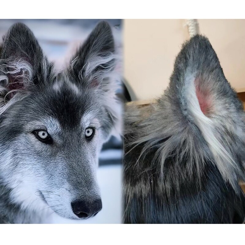 Wolf Ears and Tail - Etsy