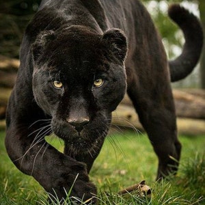 Handmade Snow Leopard Panther Ears Tail Set Furry Fursuit Faux Fur Wild ...