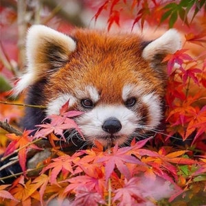 Handmade Red Panda Ears Hairclips Hairband Cute Brown White Bear Panda ...