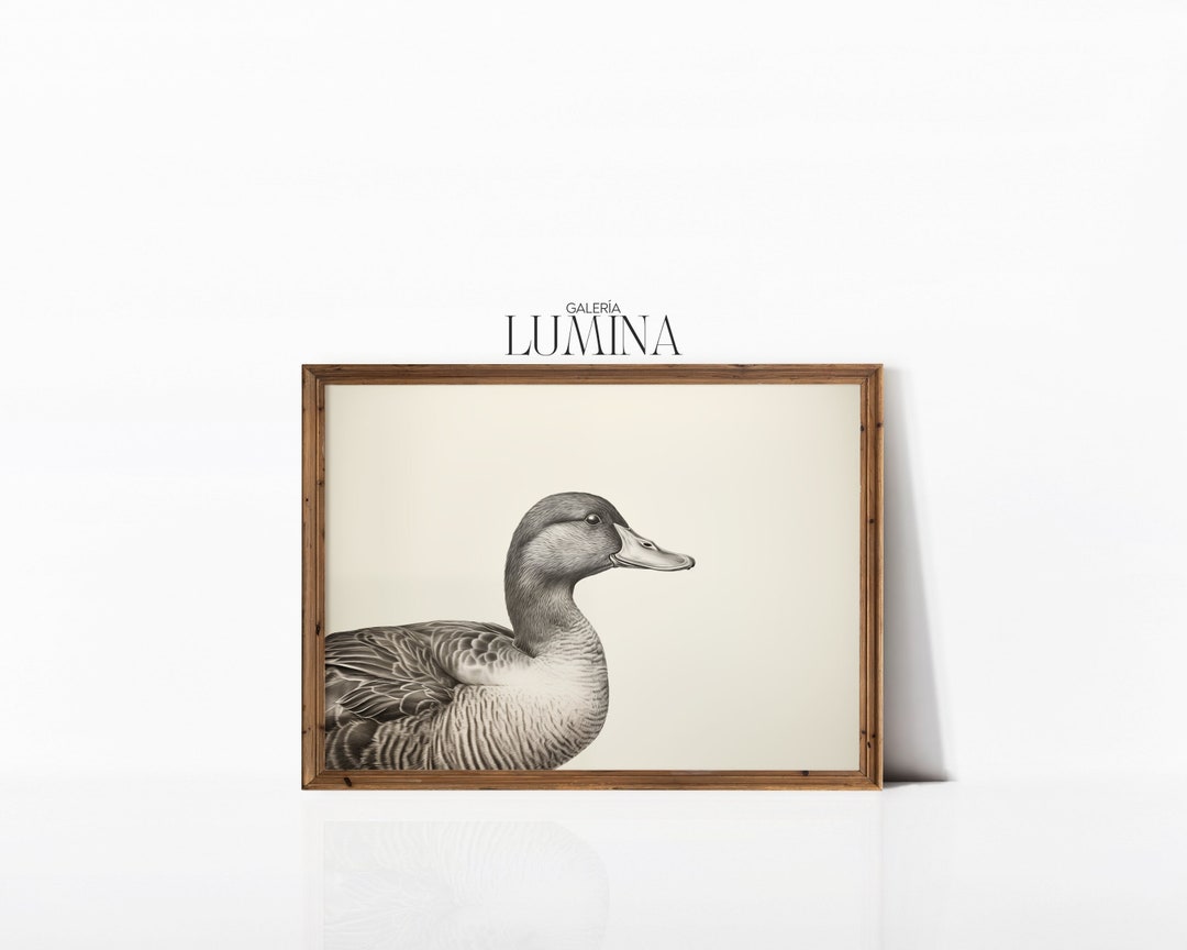 Duck Pencil Drawing American Black Duck Sketch Art Vintage Animal Print ...