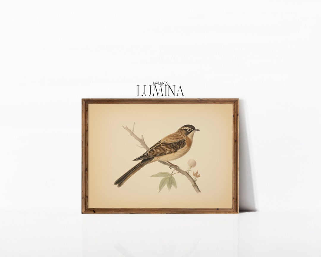 Vintage Brown Bird Drawing Nostalgic Bird Sketch Antique Nature Wall ...