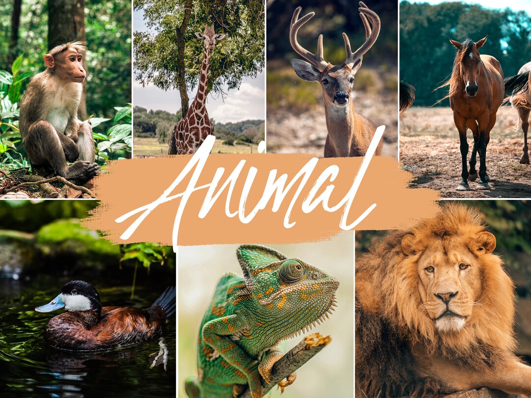 10 Animal Lightroom Presets Mobile & Desktop | Animal Filter | Pet Dog ...