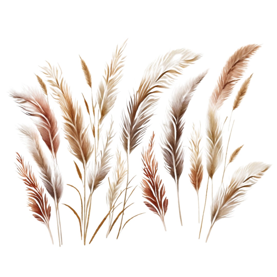 Watercolor Pampas Grass Clipart Boho Floral Elements in PNG - Etsy