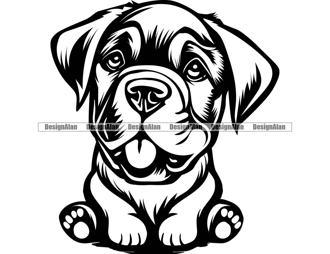 Cane Corso Sitting Dog Smiling Puppy Face Head Pedigree Pup Begging ...