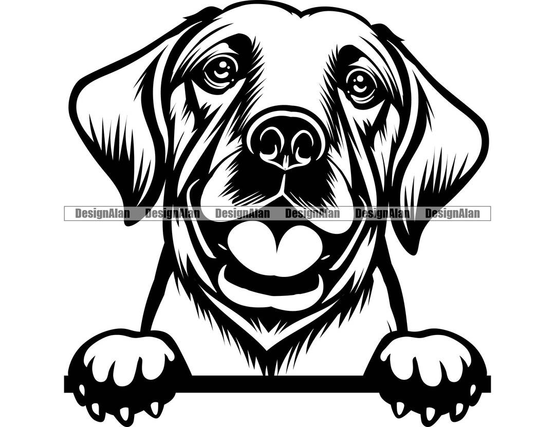 Rhodesian Ridgeback Peeking Dog Smiling Puppy Face Pet Breed Pedigree ...