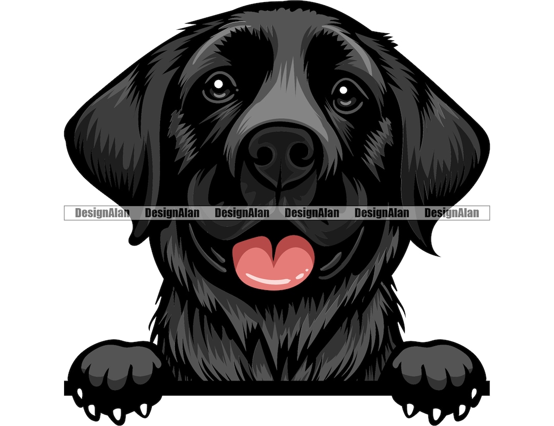 Black Labrador Retriever Peeking Dog Smiling Puppy Face Pet Breed ...