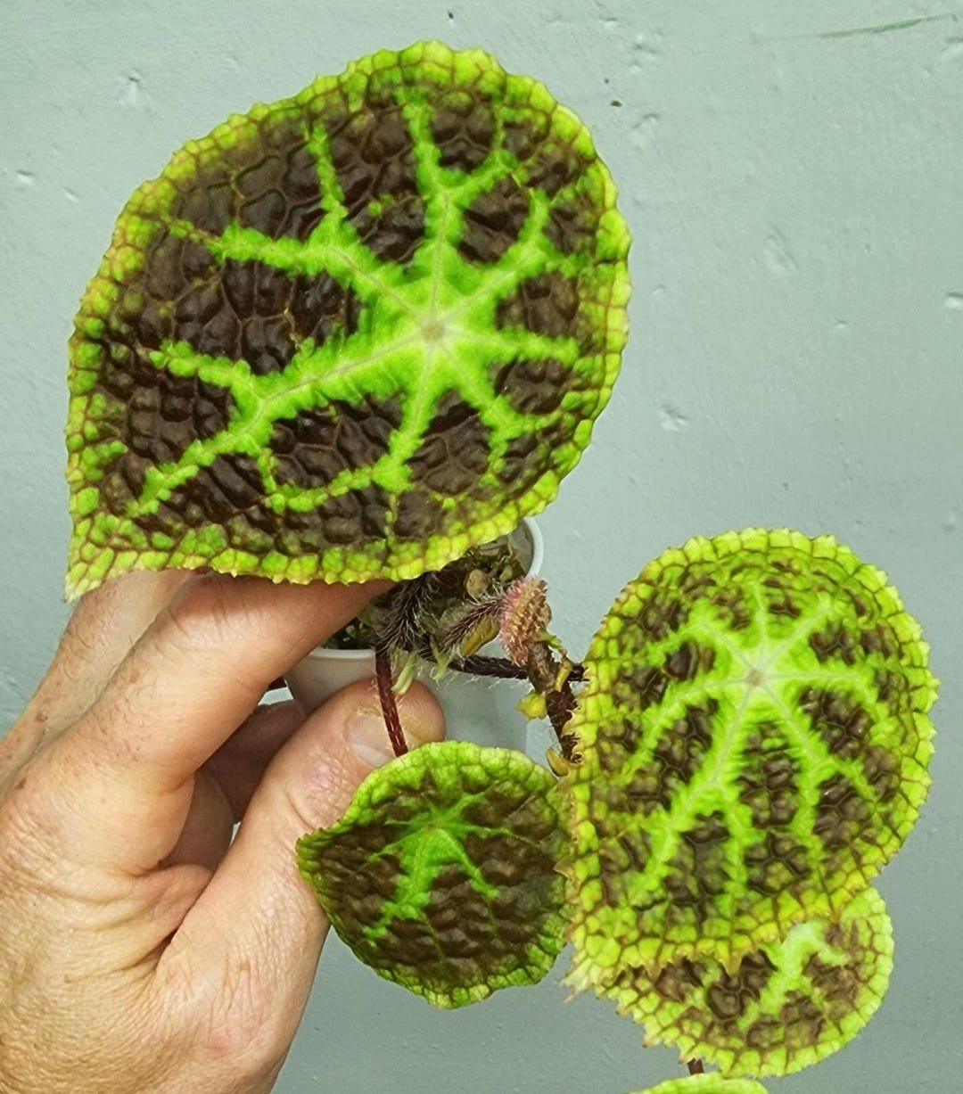 Begonia U690 Starter - Etsy