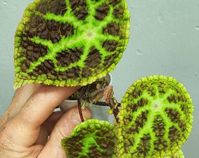 2” Begonia ‘ruby Dragon’ Exact Plant Established - Etsy