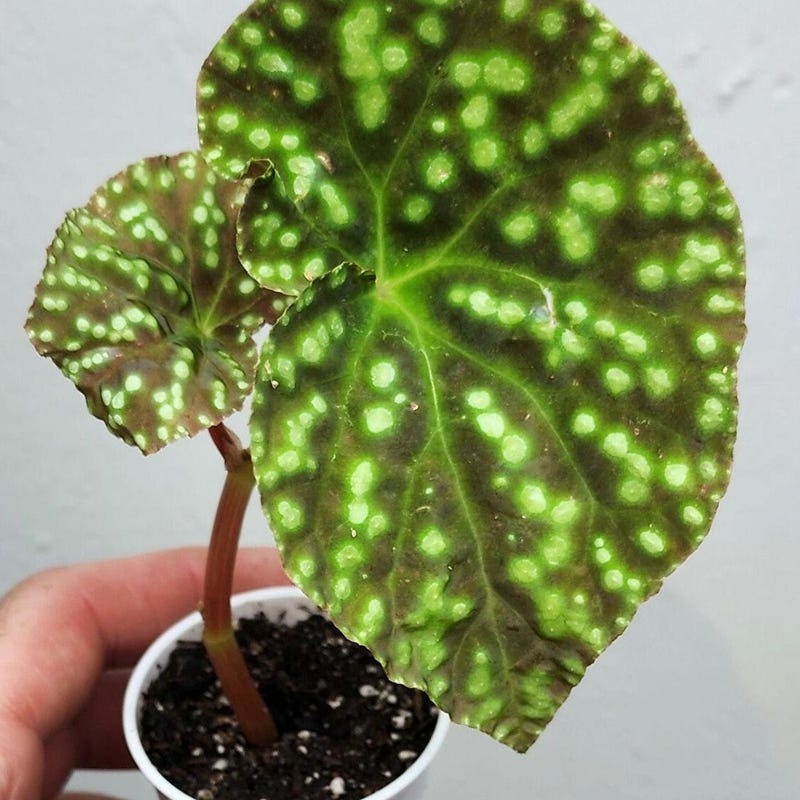 Butterfly Moonlight Begonia - Etsy